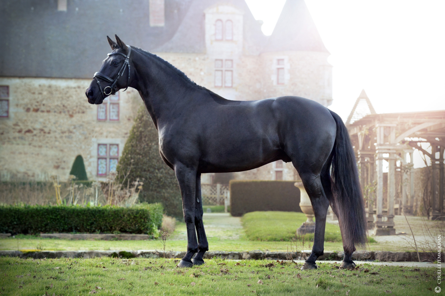 Description de la race – Cheval de Dressage Français